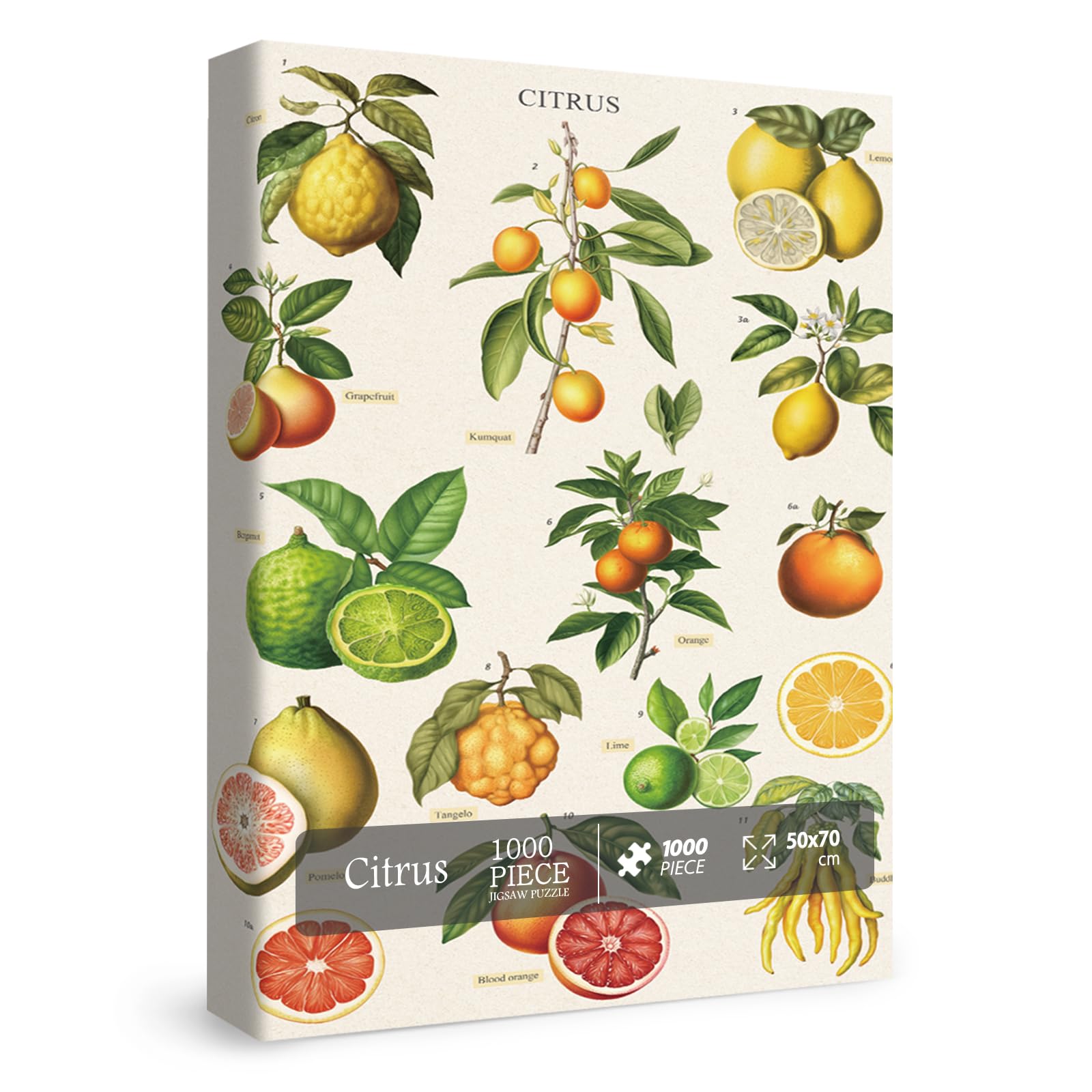 Amazon.com: Vintage Cirtus Puzzle 1000 Piece for Adults, Botanical ...