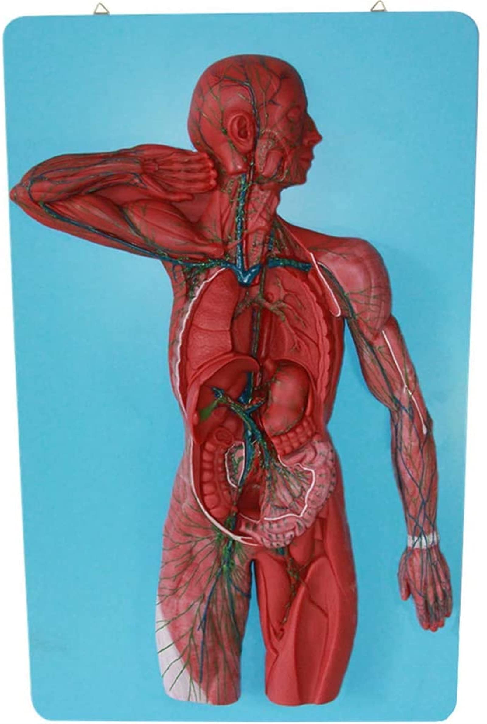 Pakues Qo Study Model Human Lymphatic System Model Kidney Adrenal ...