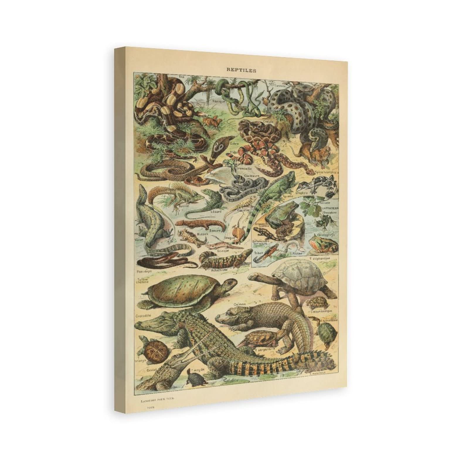 Chart Of Cold Blooded Animals