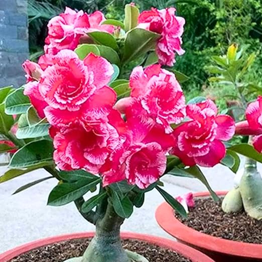 Amazon.com : Pink Desert Rose Plant Live, Adenium Desert Rose Bushes ...