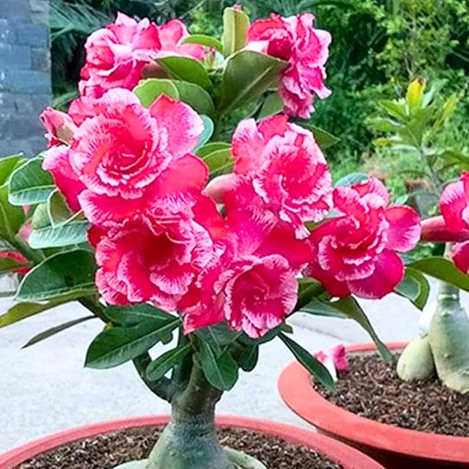 Amazon.com : Pink Desert Rose Plant Live, Adenium Desert Rose Bushes ...