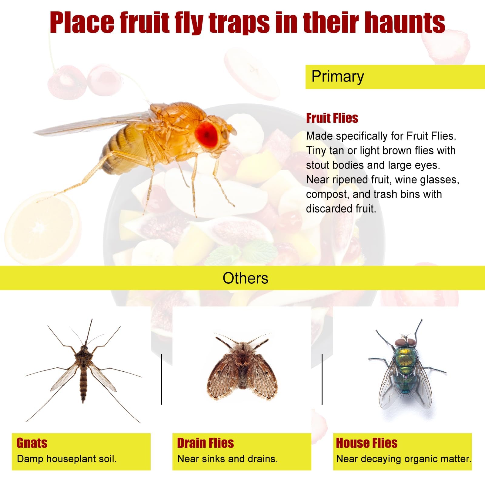 Fruit Flies Vs Gnats