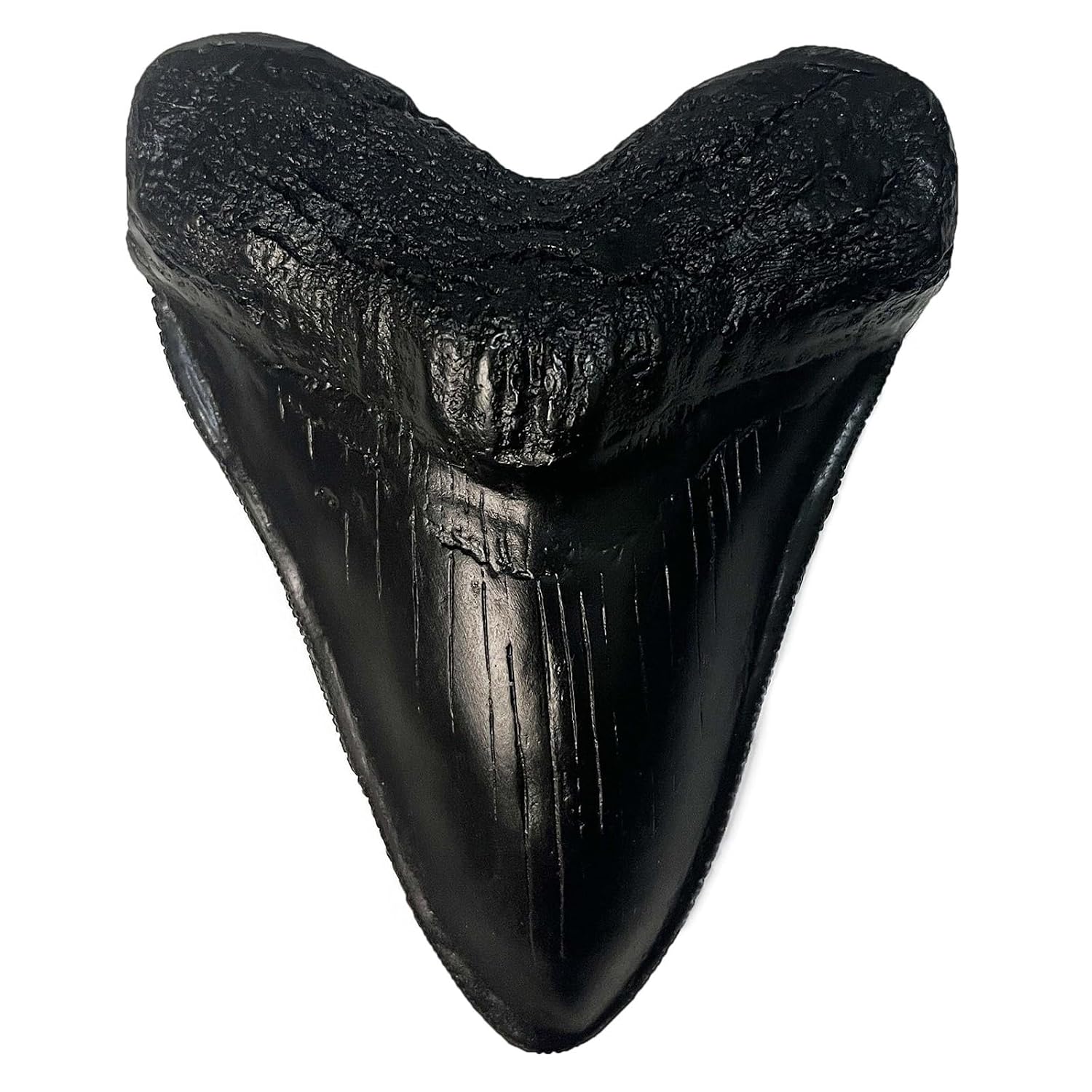 Carcharodon Megalodon Tooth Replica with Serration-Shark Teeth Fossil ...