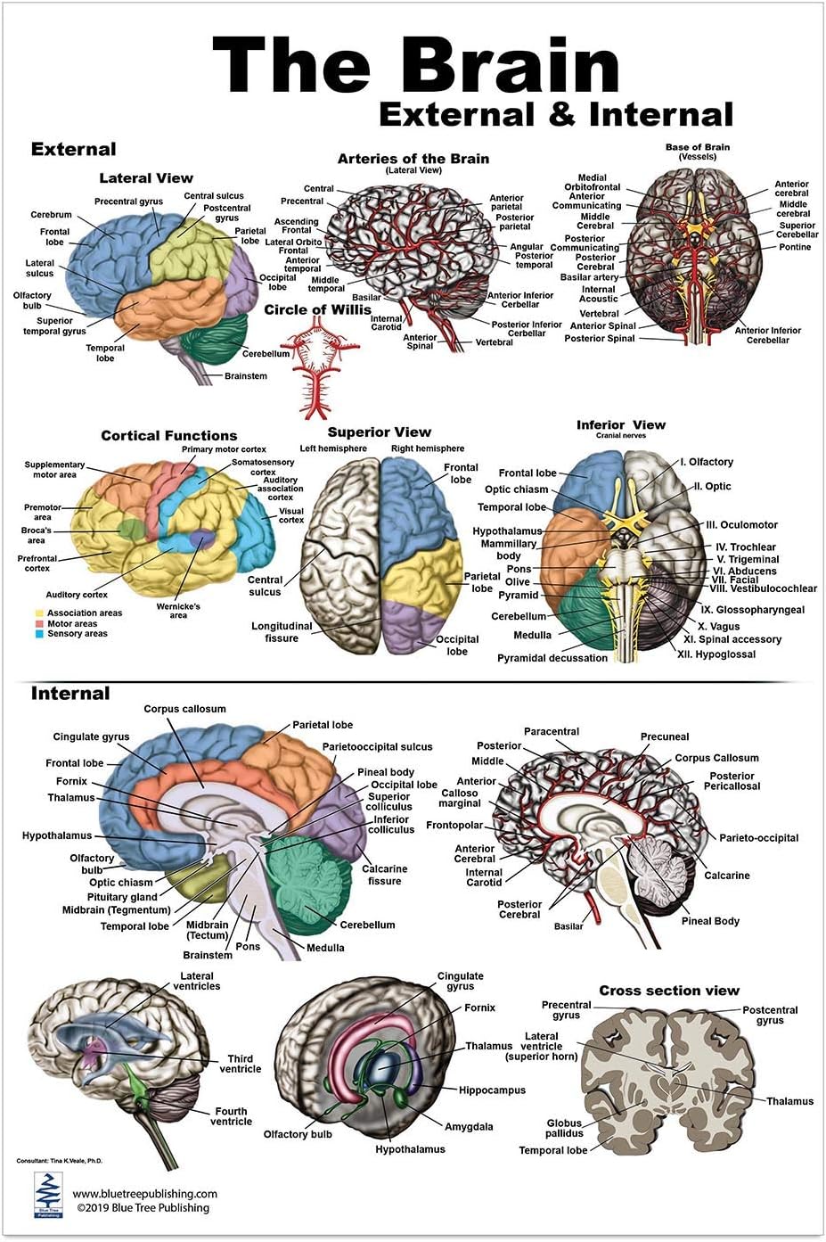 Amazon.com: Blue Tree Publishing Brain Charts (Brain Poster L): Prints ...