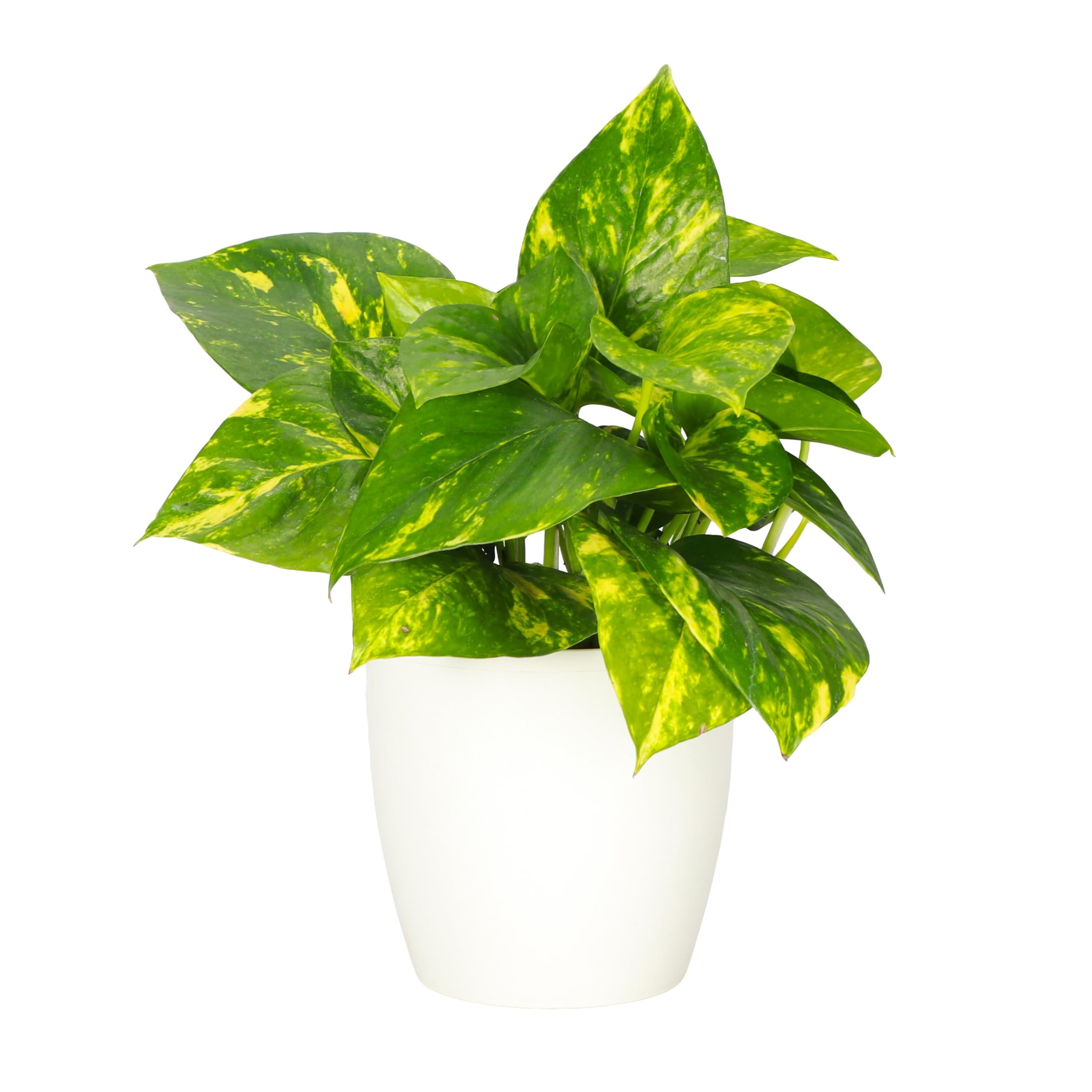 7 Best Green Dragon Pothos | Dragon Tail Philodendron