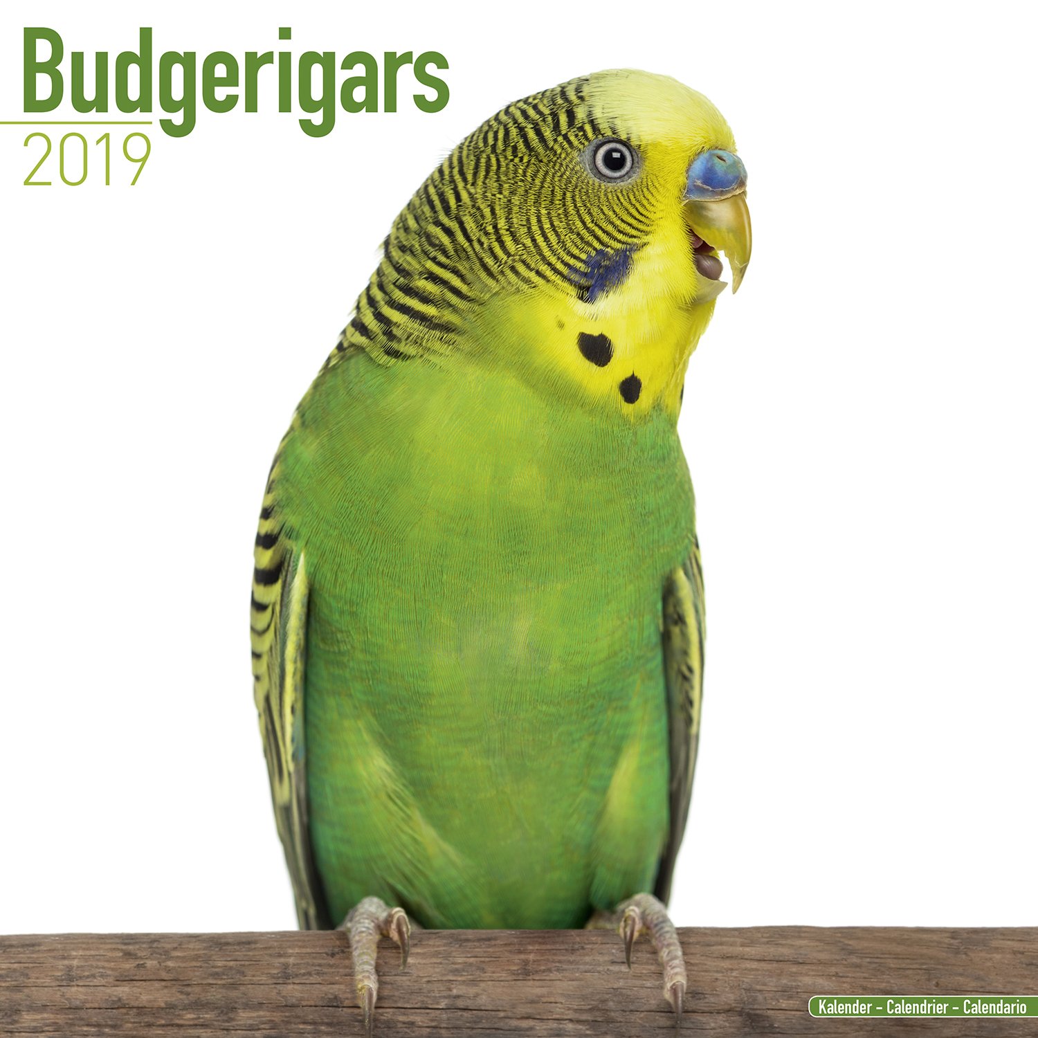 Budgerigars Calendar - Parakeet Calendars -2018 Wall calendars ...