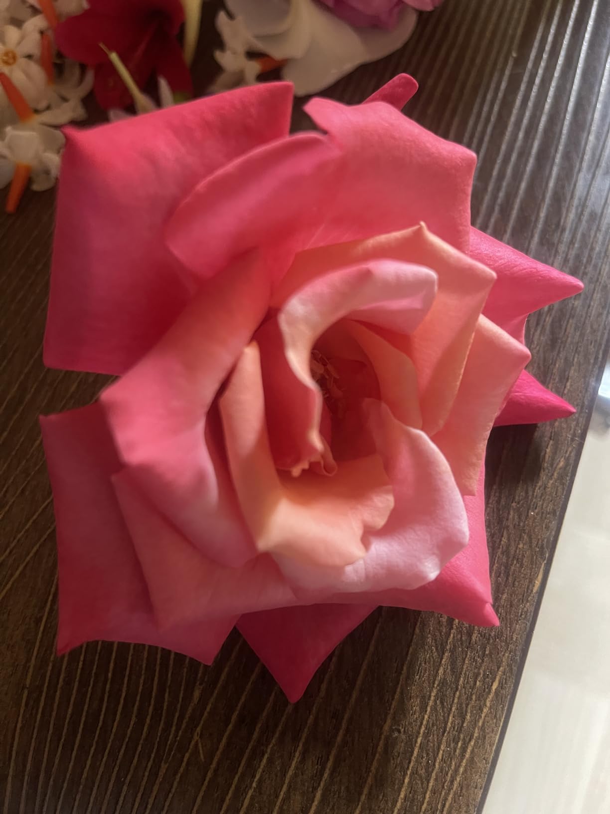 Black rose tree plant original (1 healthy live plant) : Amazon.in ...