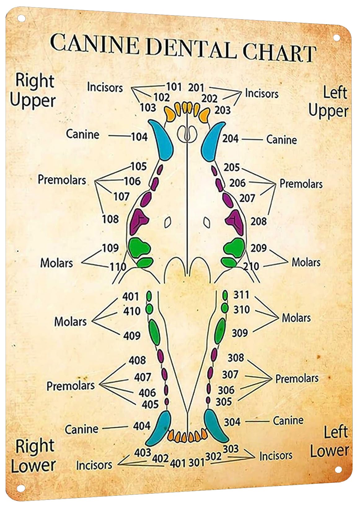 Feline Dental Chart Tooth Be Told Phoenix Zoo