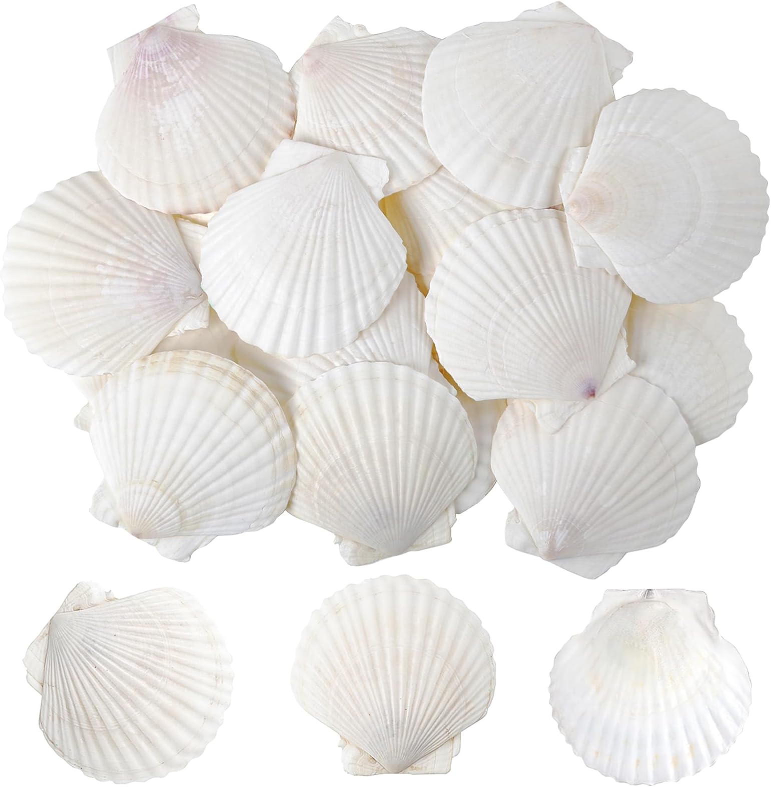 Amazon.com: sinkoo Scallop Shells White Natural Seashell 25 PCS for DIY ...