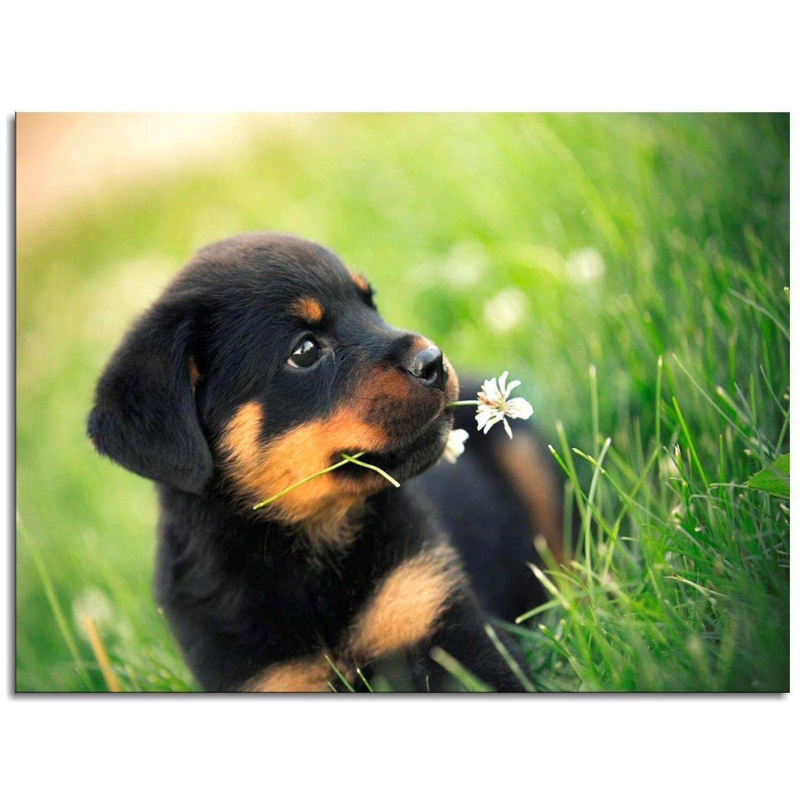 Sweet Rottweiler