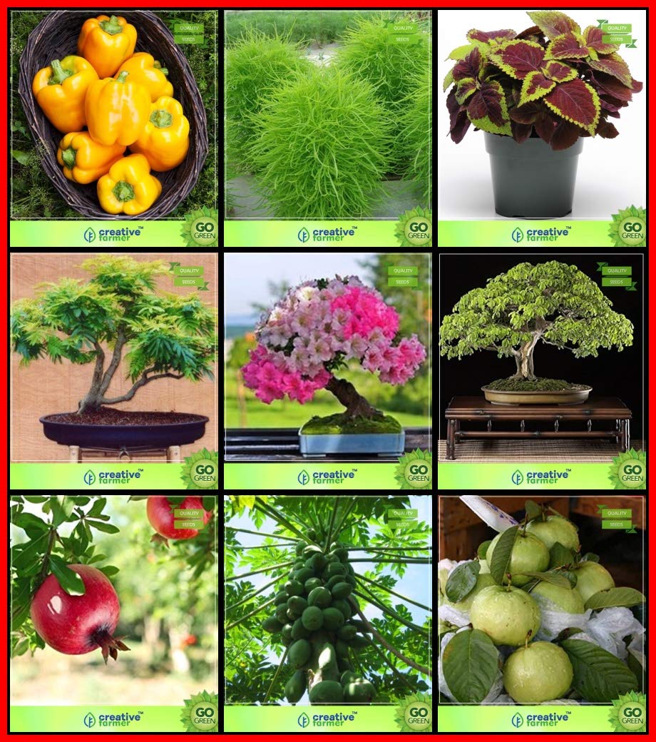 Buy Creative Farmer Packet Combo Flower & Fruit : Pomagranate, Papaya ...