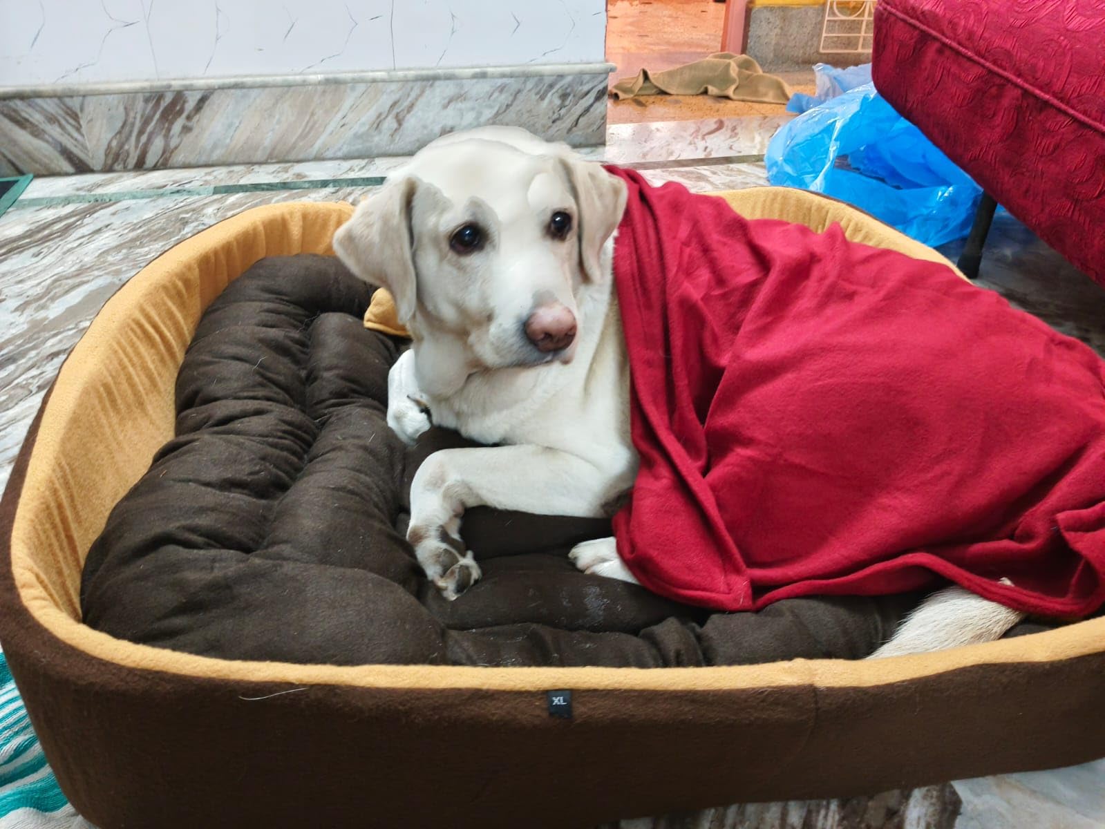 DRILLY Bed Washable Soft Reversible Dog Bed with Blanket for Small ...