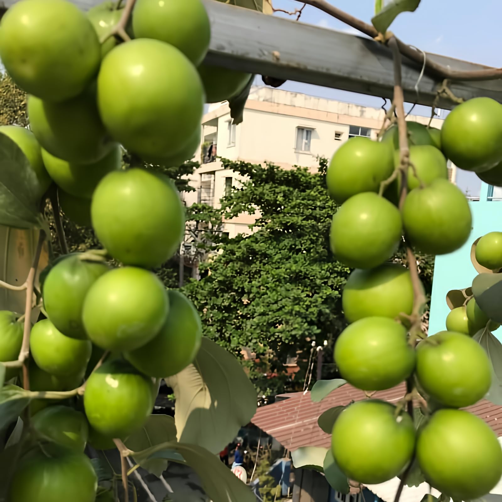 Árbol de azufaifo, árbol de a... - B0CZ91LRWN | Encarguelo.com