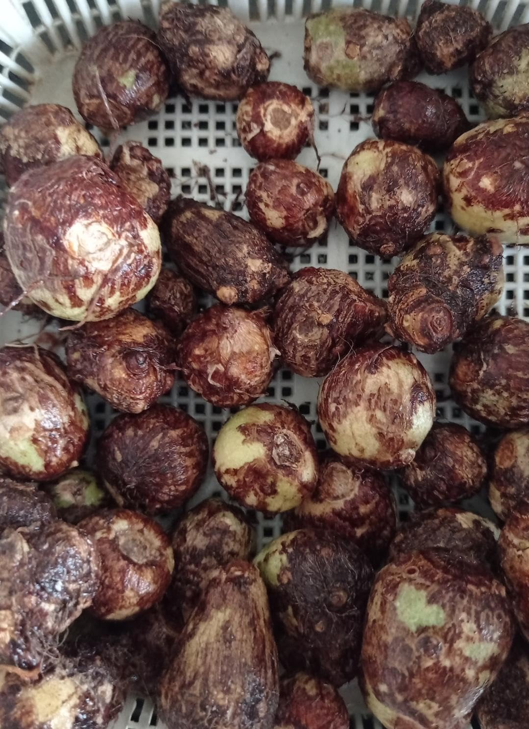 Fresh Arvi, 500g : Amazon.in: Grocery & Gourmet Foods