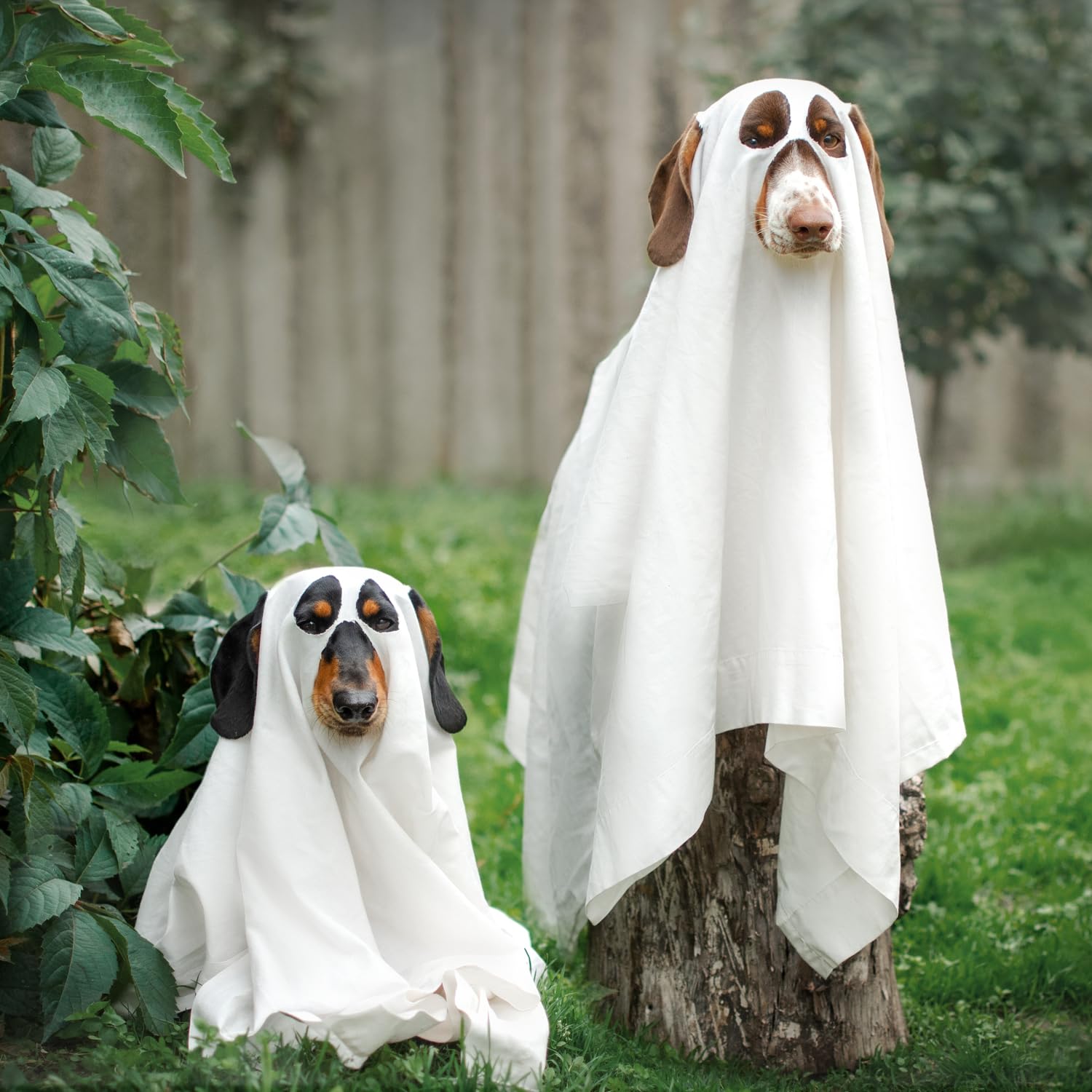 Best Halloween Costumes Ghost Dog 11 Dog Ghost Costume Ideas For Your