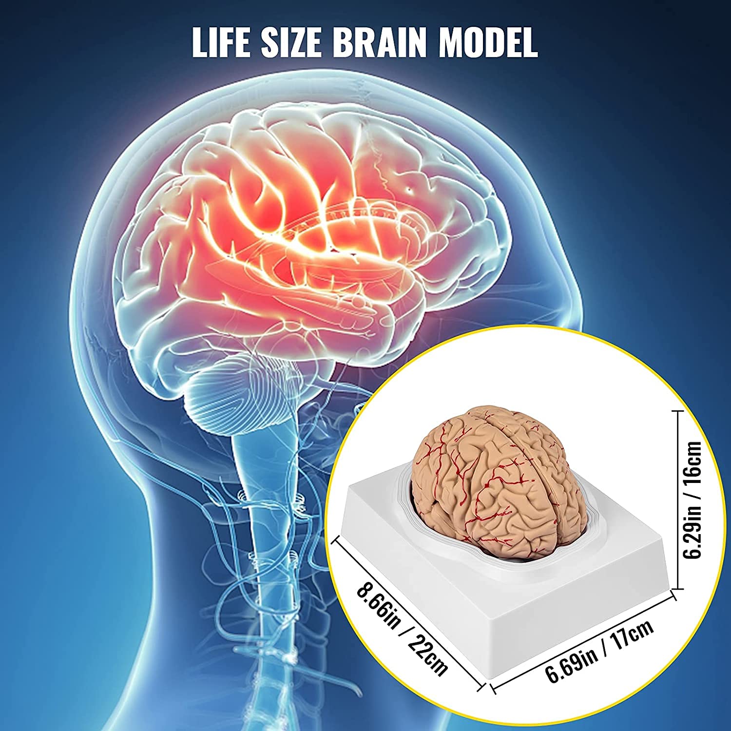 Buy 9-Part Life Size Human Brain Anatomical Model,with Display Base ...