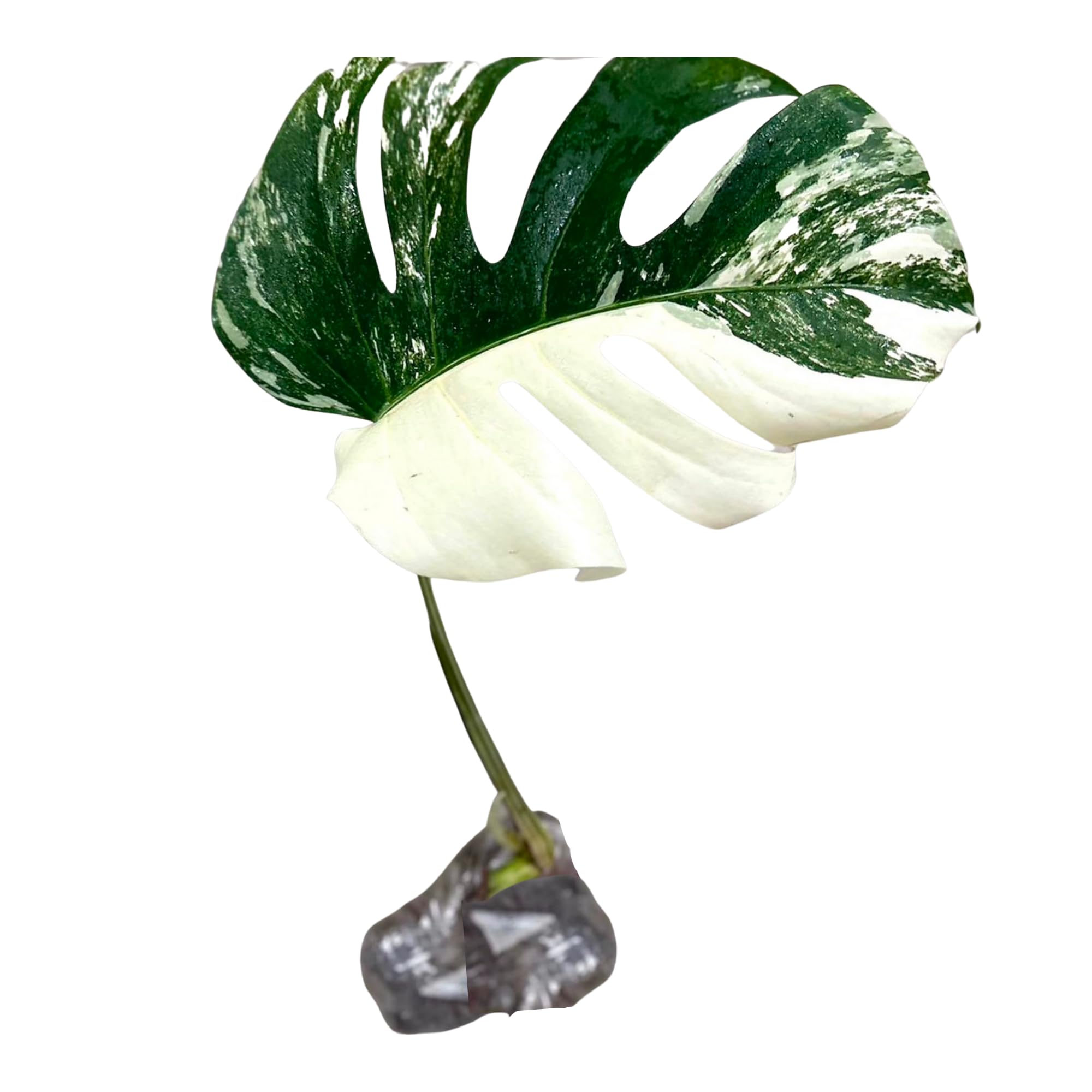 Amazon.com : Monstera Albo Plant Live 18-24 Inches - Variegata Leaf ...