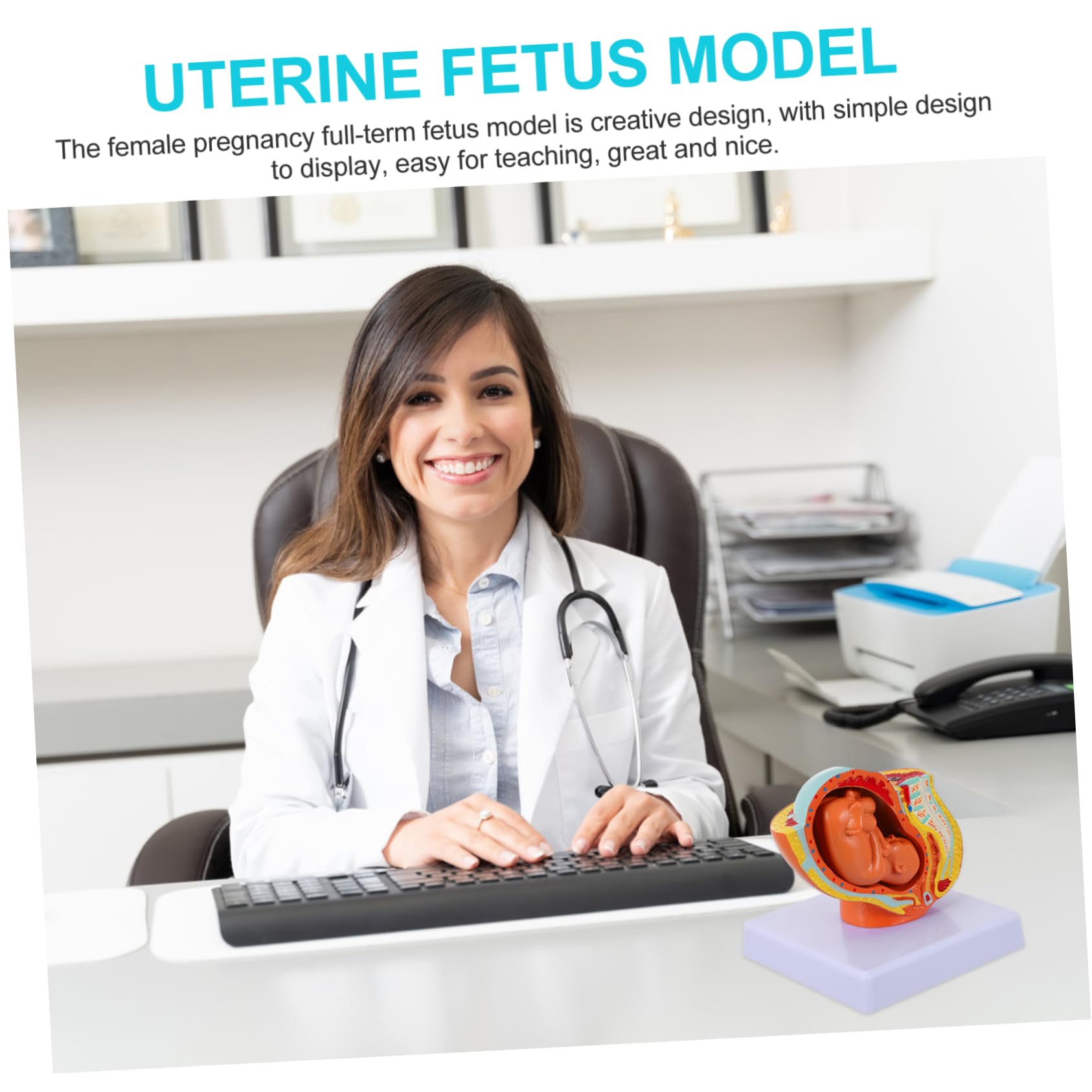 Medical Education Placenta Model Medical Embryo Model - PVC Full-Term ...