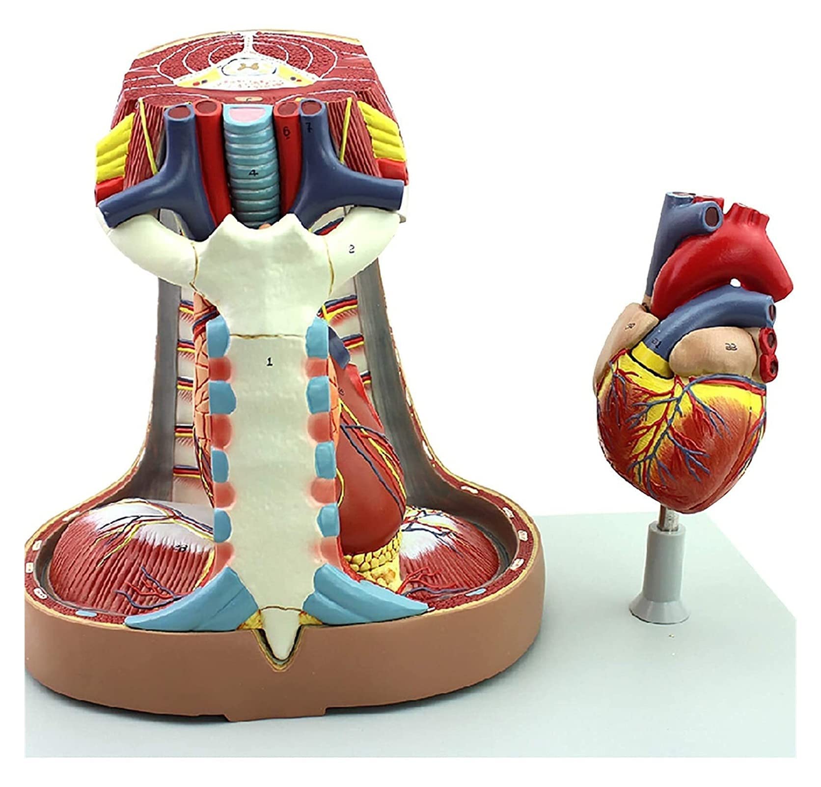 Buy Anatomy Model, Human Mediastinum Model PVC Heart Anatomical Model ...