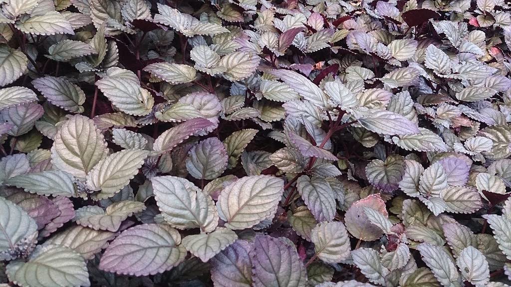Buy Creative Farmer Murikootti (Hemigraphis Colorata) Red-Flame Ivy ...