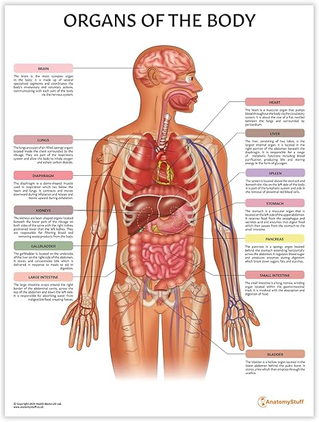 AnatomyStuff Organs of the Body Poster/Chart 45x60cm, 18 x 24 inches ...