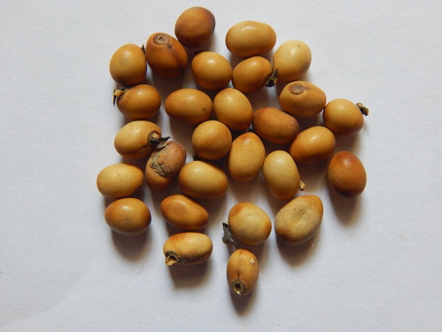 Buy Takething Safed Gunja or White Gunja1 packet Online at Low Prices ...