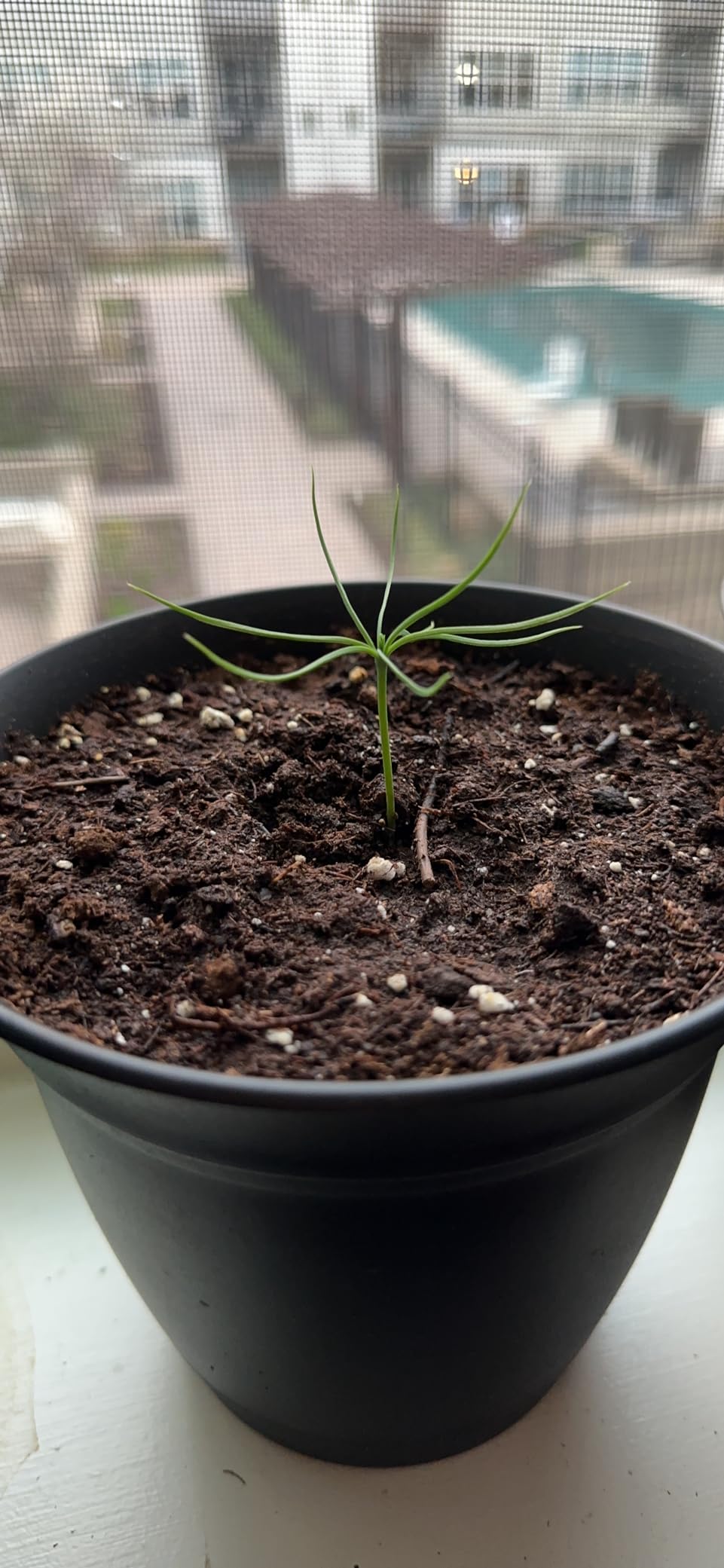 Amazon.com : Ponderosa Pine | Tree Seed Grow Kit | The Jonsteen Company ...