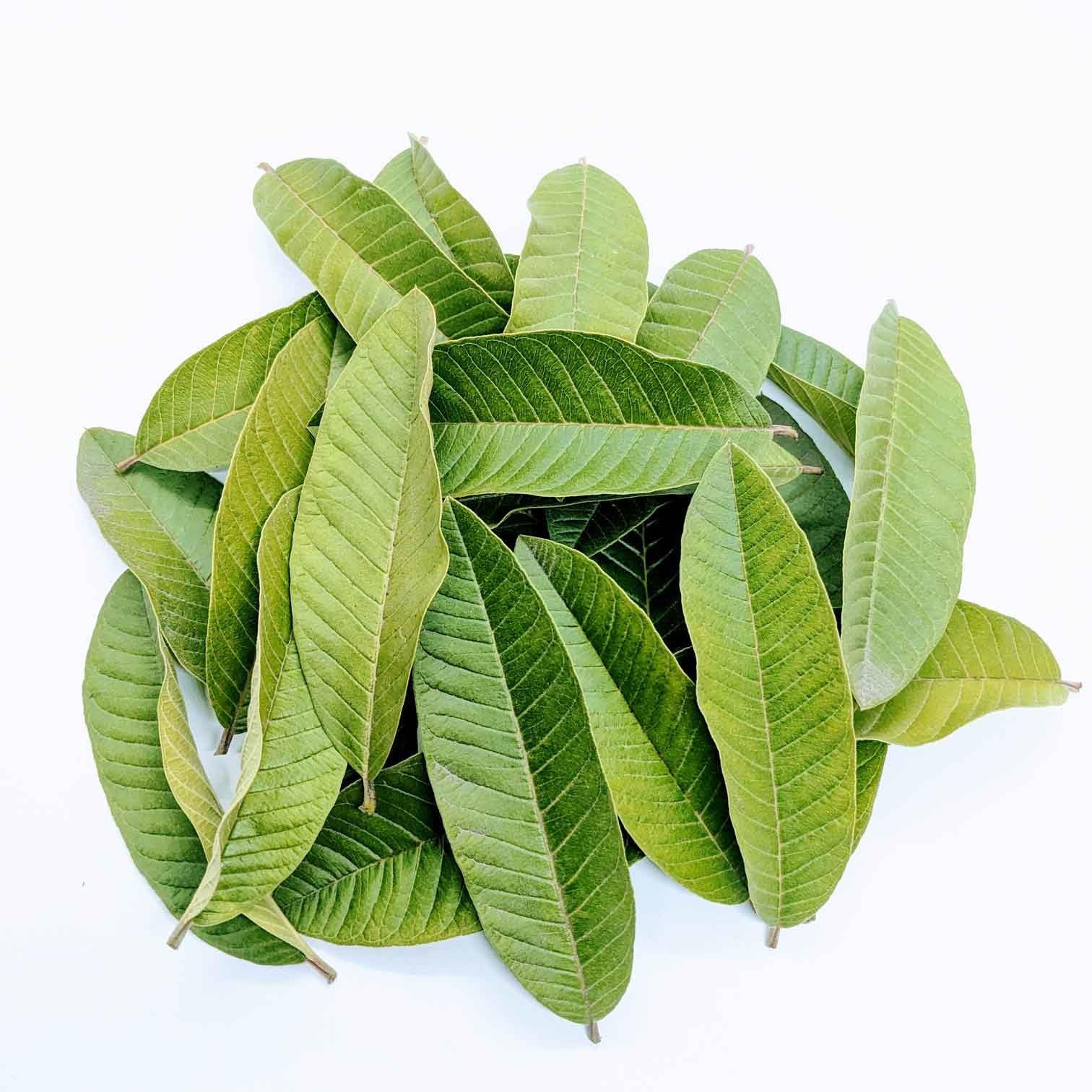 Amazon.com : Premium Fresh Guava Leaves | 3 OZ | Approximately 50 ...