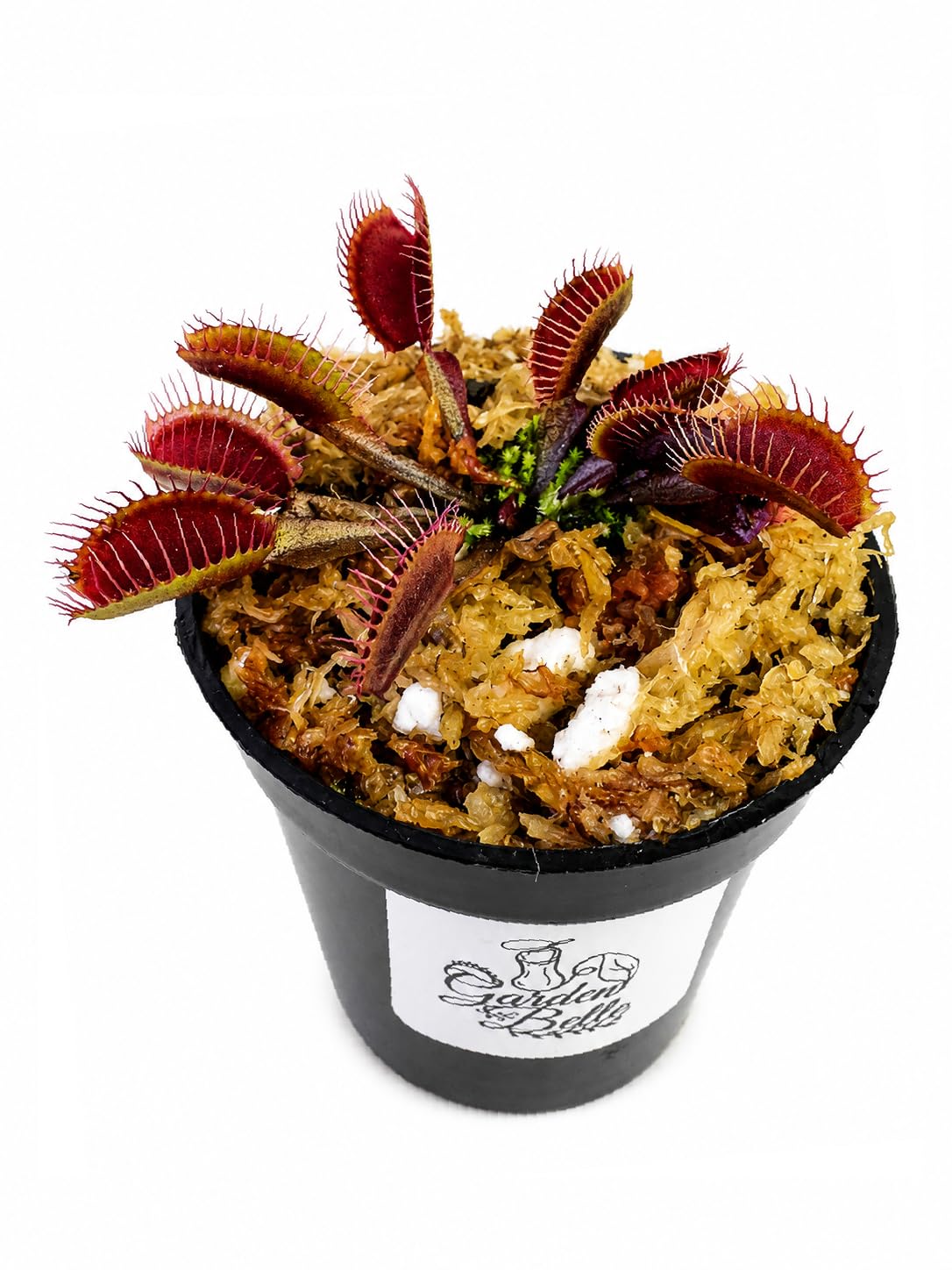 5 Best Red Dragon Venus Fly Trap | Traps That Actually Turn Red