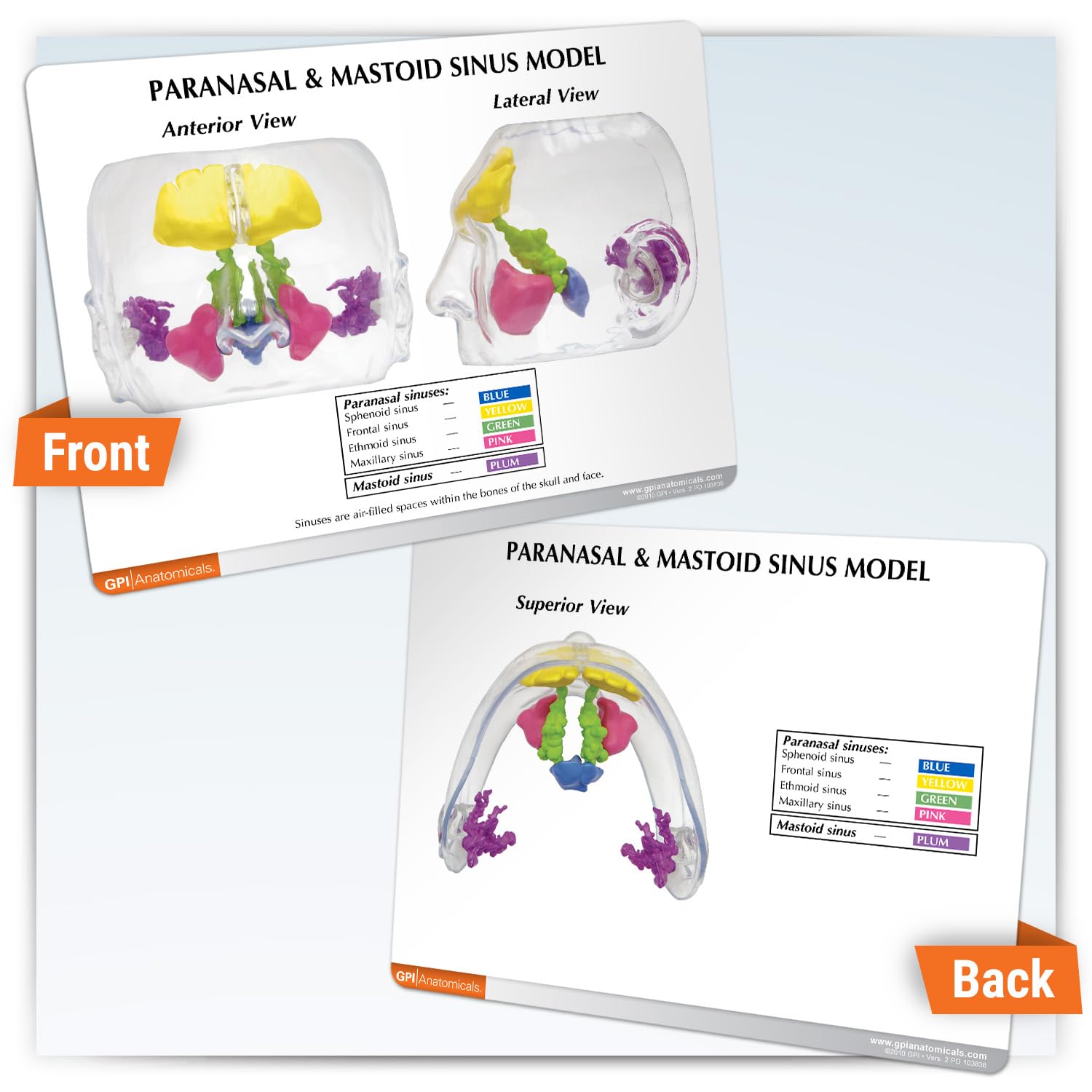 Snapklik.com : Clear Sinus Model, Replica For Human Anatomy And ...