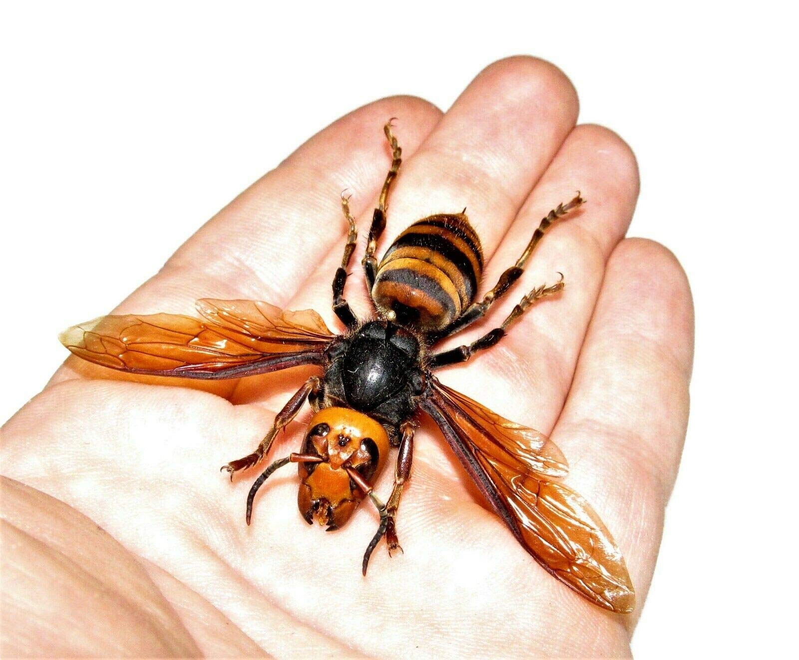 Japanese Hornet Wasp Gashapon 3Types Set Full Comp Asian Giant Hornet