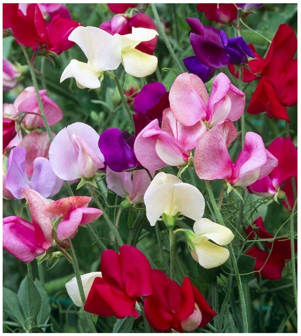Amazon.com : Earthcare Seeds Fragrant Sweet Peas 100 Seeds Royal Family ...