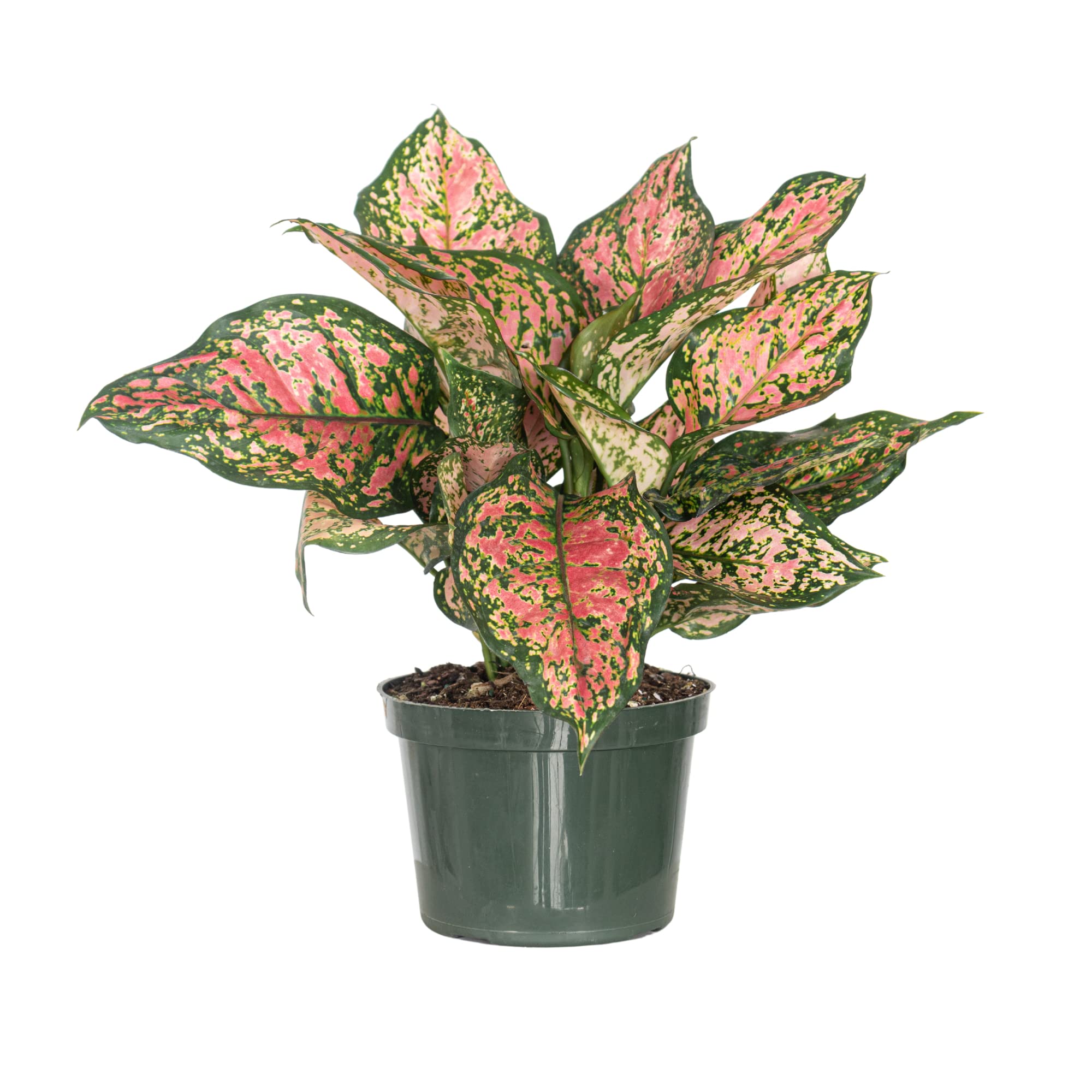 Amazon.com : United Nursery Aglaonema Ruby Ray Chinese Evergreen Live ...