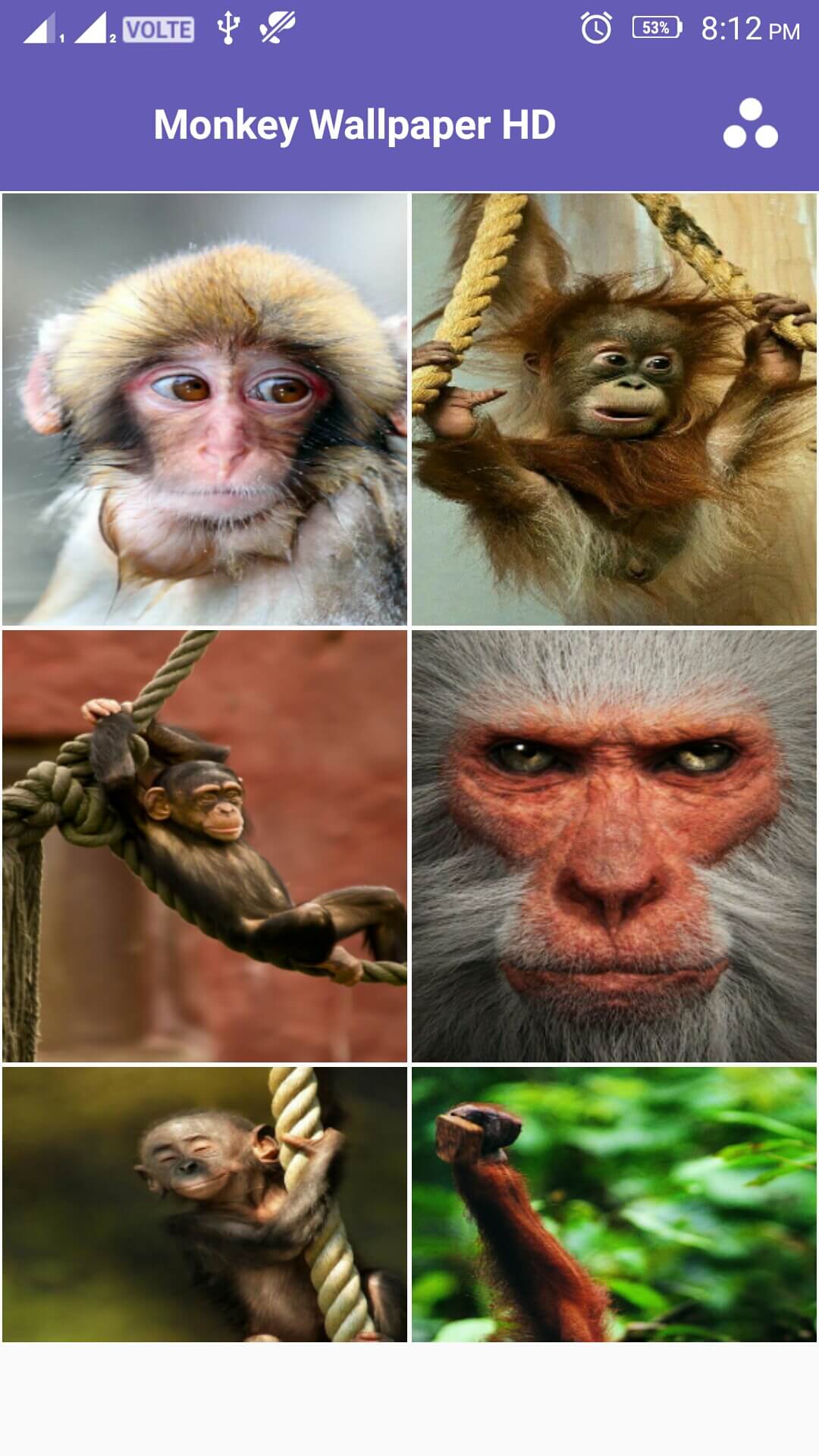 Monkey 4K Wallpaper - App on the Amazon Appstore