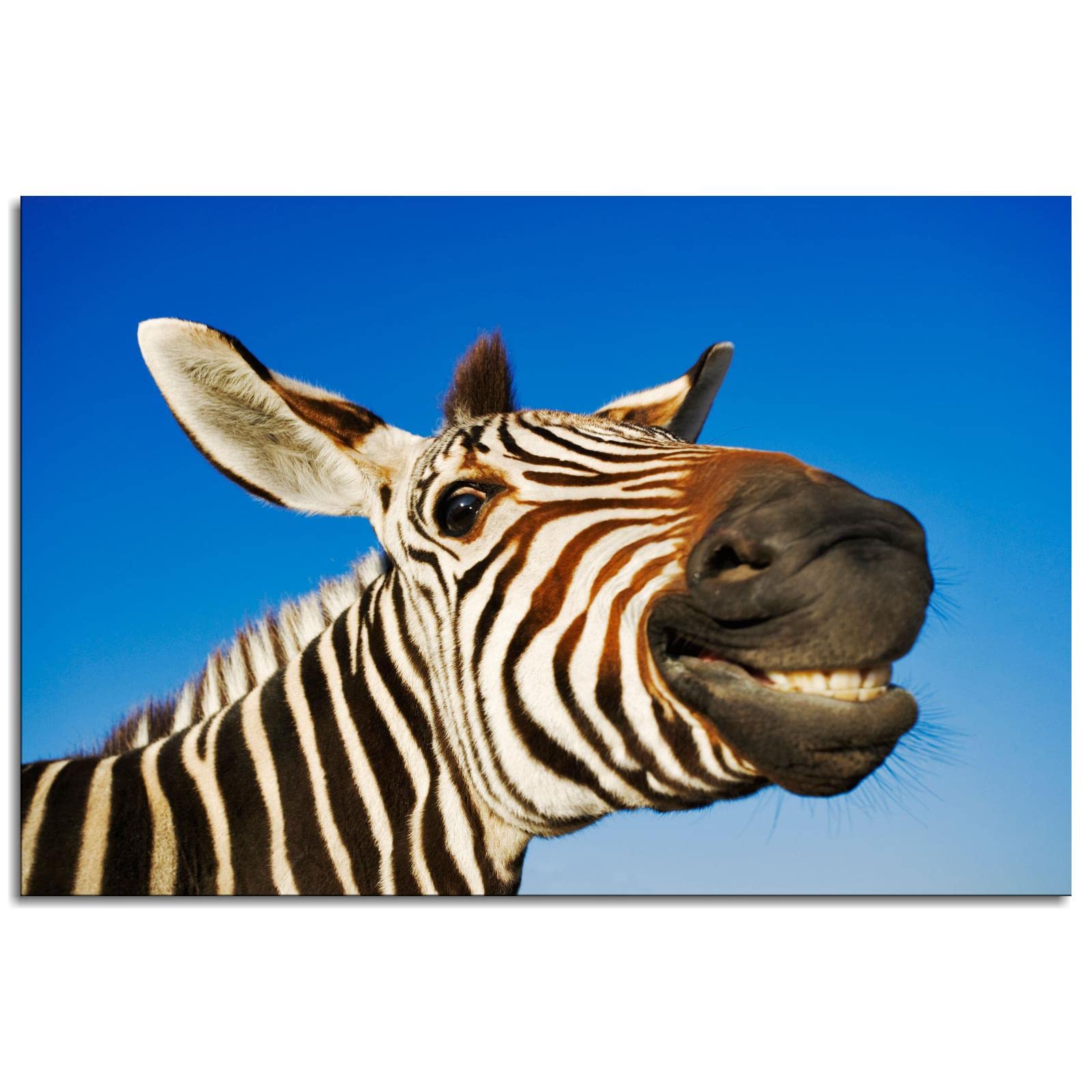 Zebra Funny Face