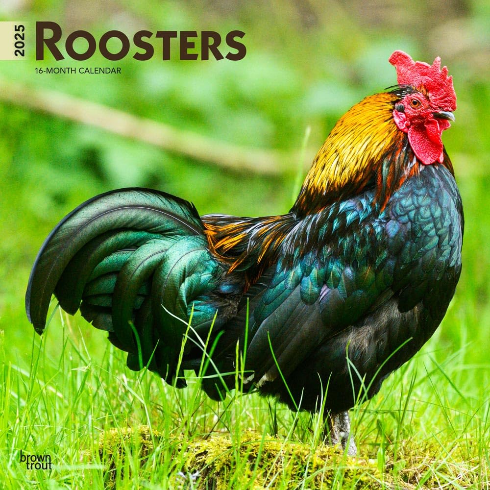 Roosters | 2025 12 x 24 Inch Monthly Square Wall Calendar | Plastic ...