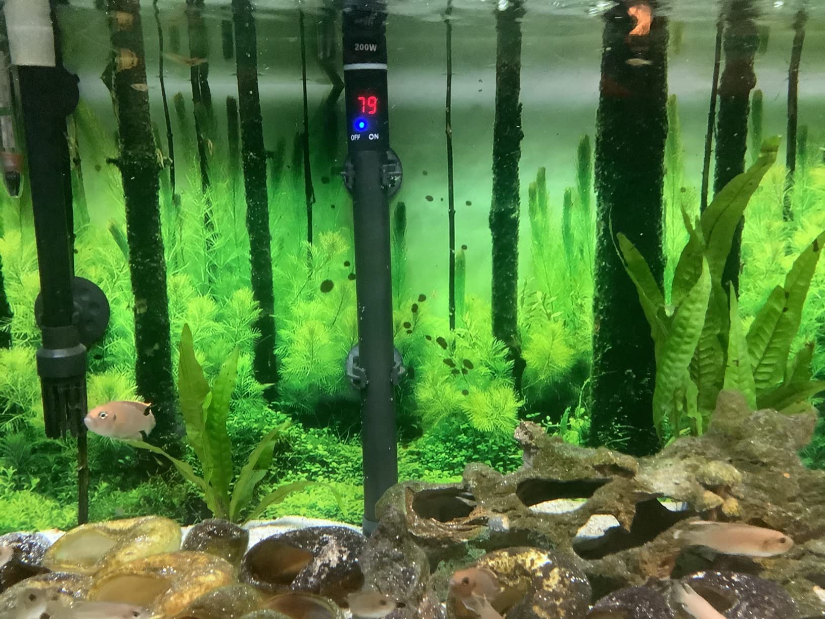 Amazon.com: Simple Deluxe Submersible Aquarium Heater, 100W Fish Tank ...