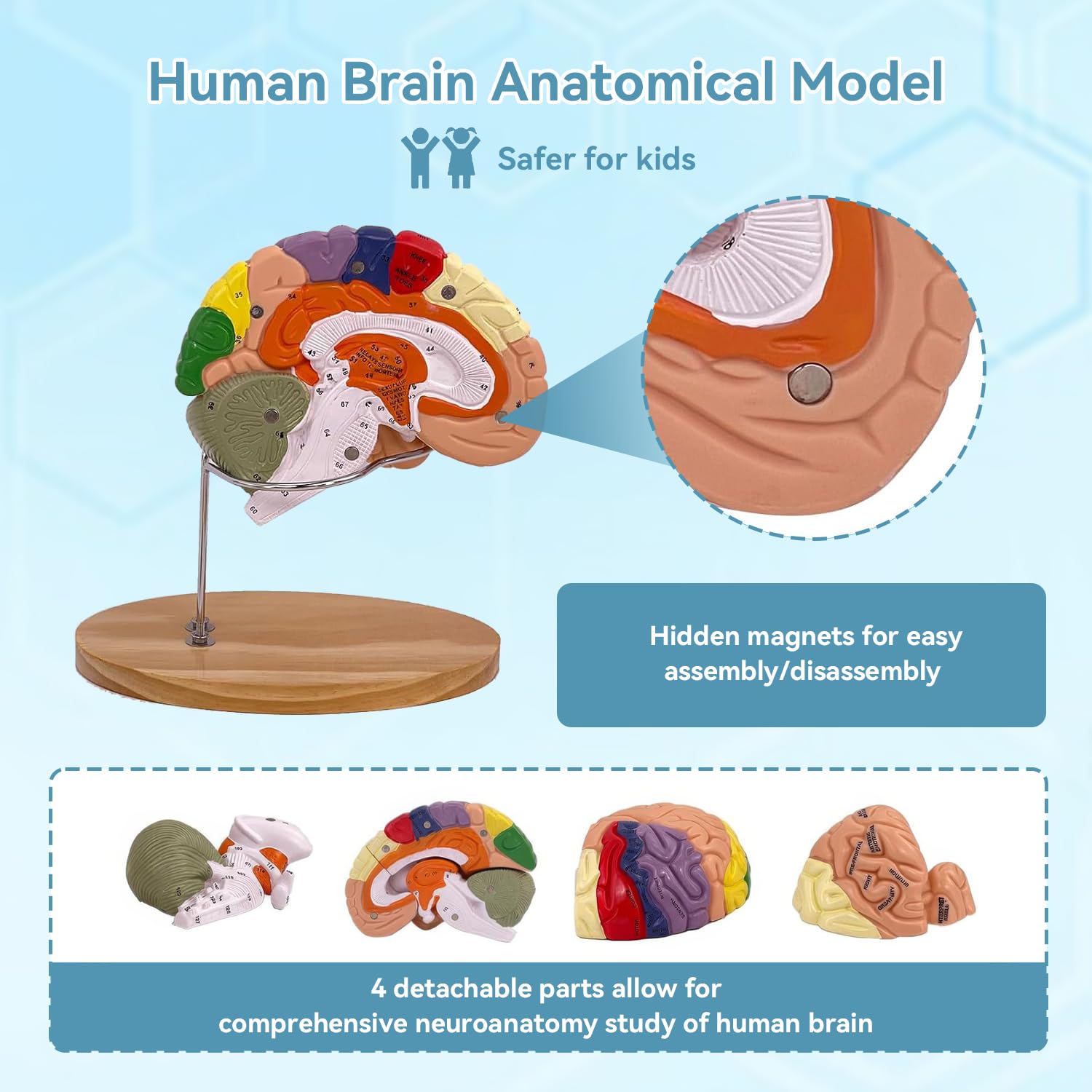 Partes Do Cerebro Humano Rotuladas Cérebro IRM 3D : Anatomia Normal