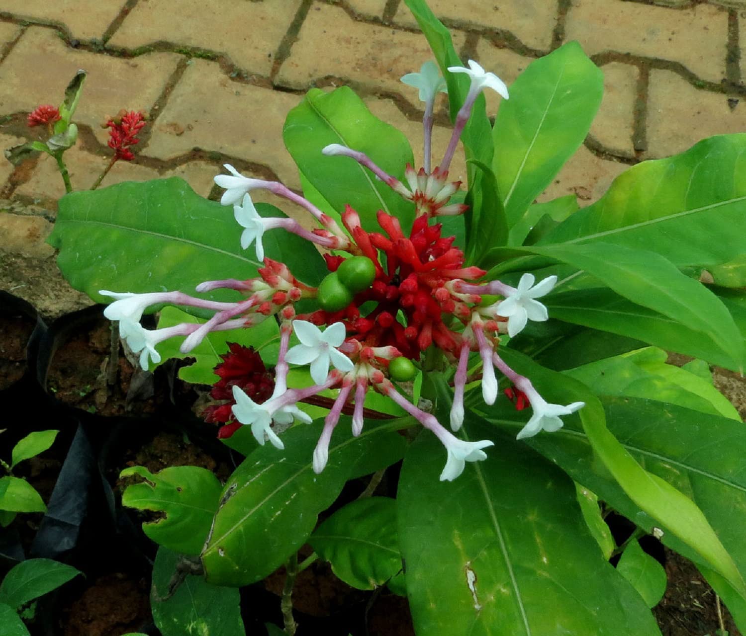 Xrare Rauvolfia Serpentine Indian Snakeroot Devil Pepper Chotachand ...