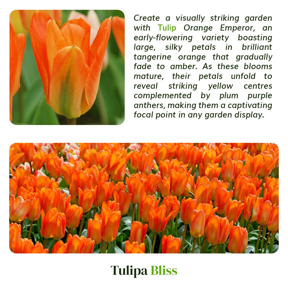 Fragrant Spring Flowers