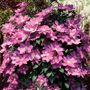 Plantas Trepadoras Perennes Con Flores