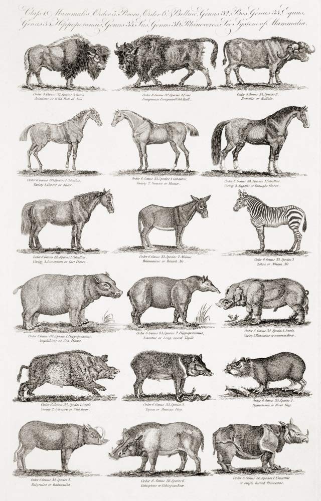Types Of Boars