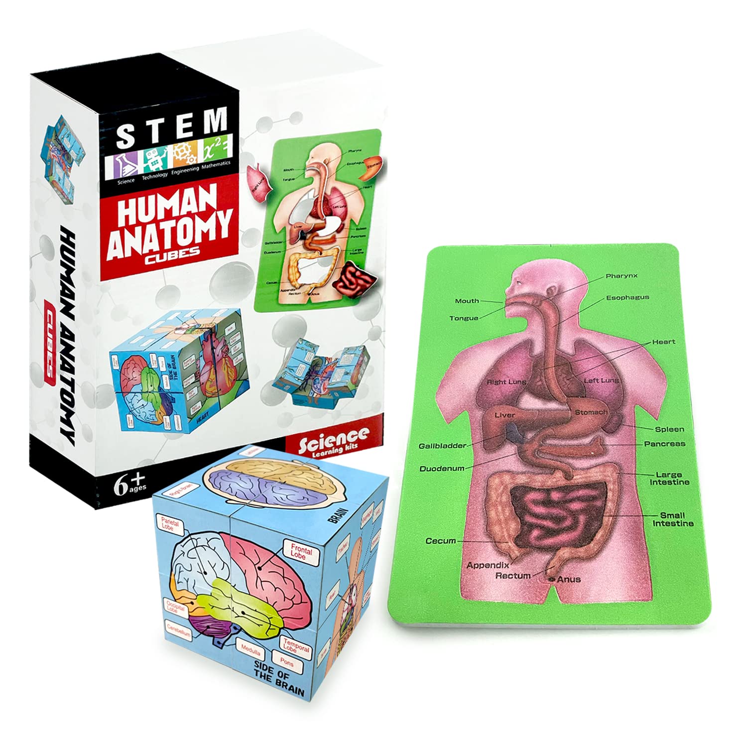 Human Anatomy Study Cube Showing The 9 Parts Of The Human | Desertcart ...