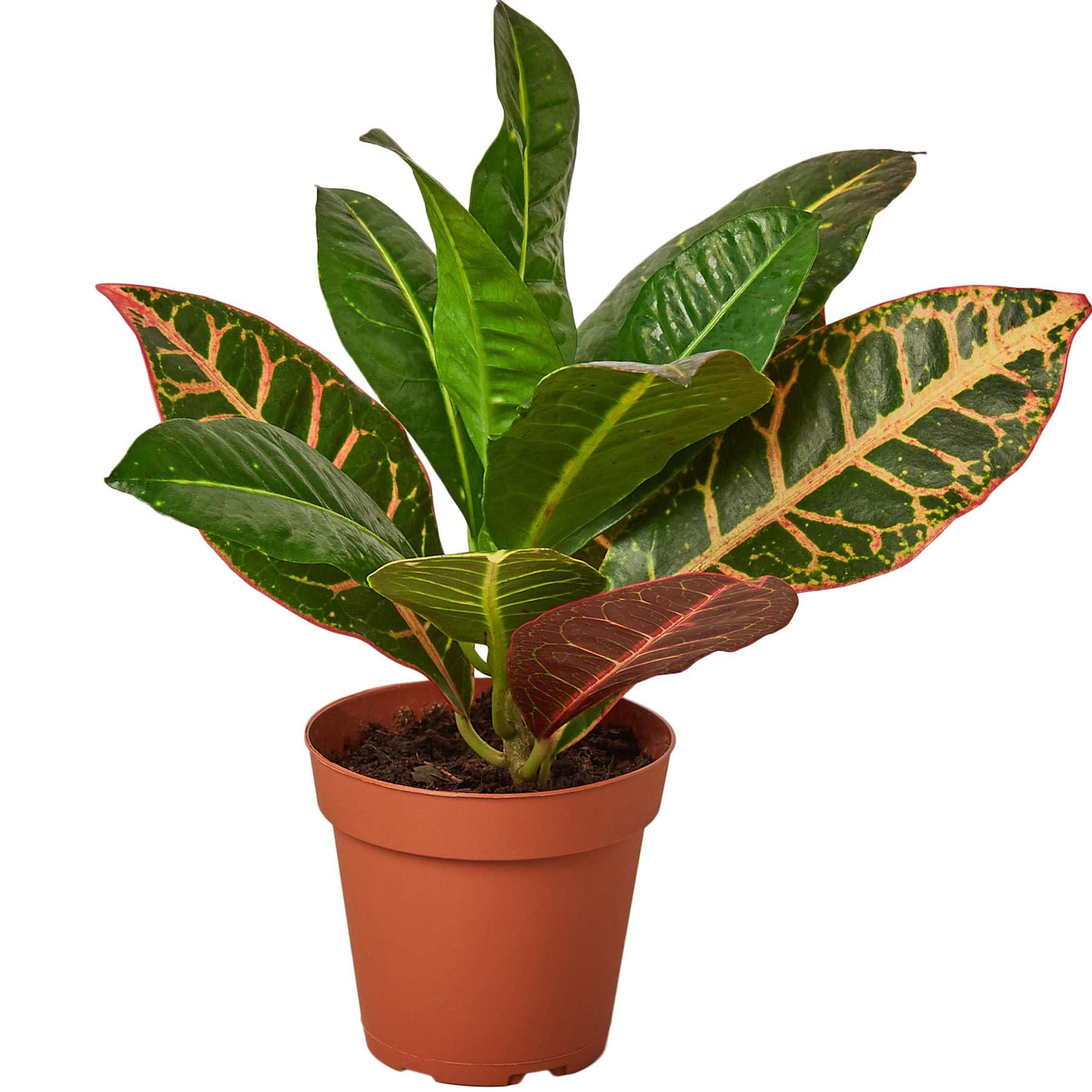 5 Best Croton Magnificent Plant | Skip the Green Foliage Rut