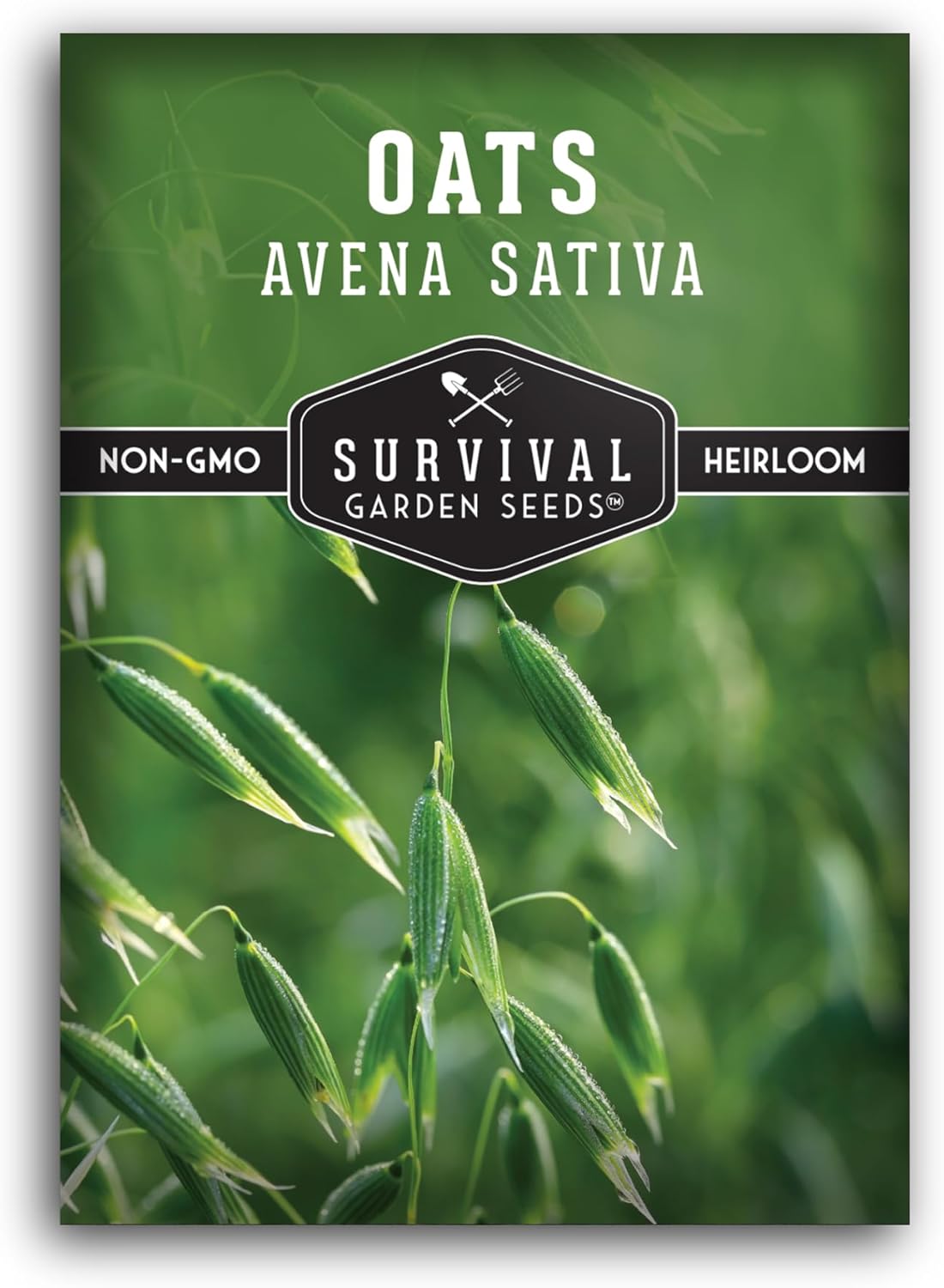 Amazon.com : Oat Seeds for Planting – Heirloom Avena Sativa Milky Oats ...