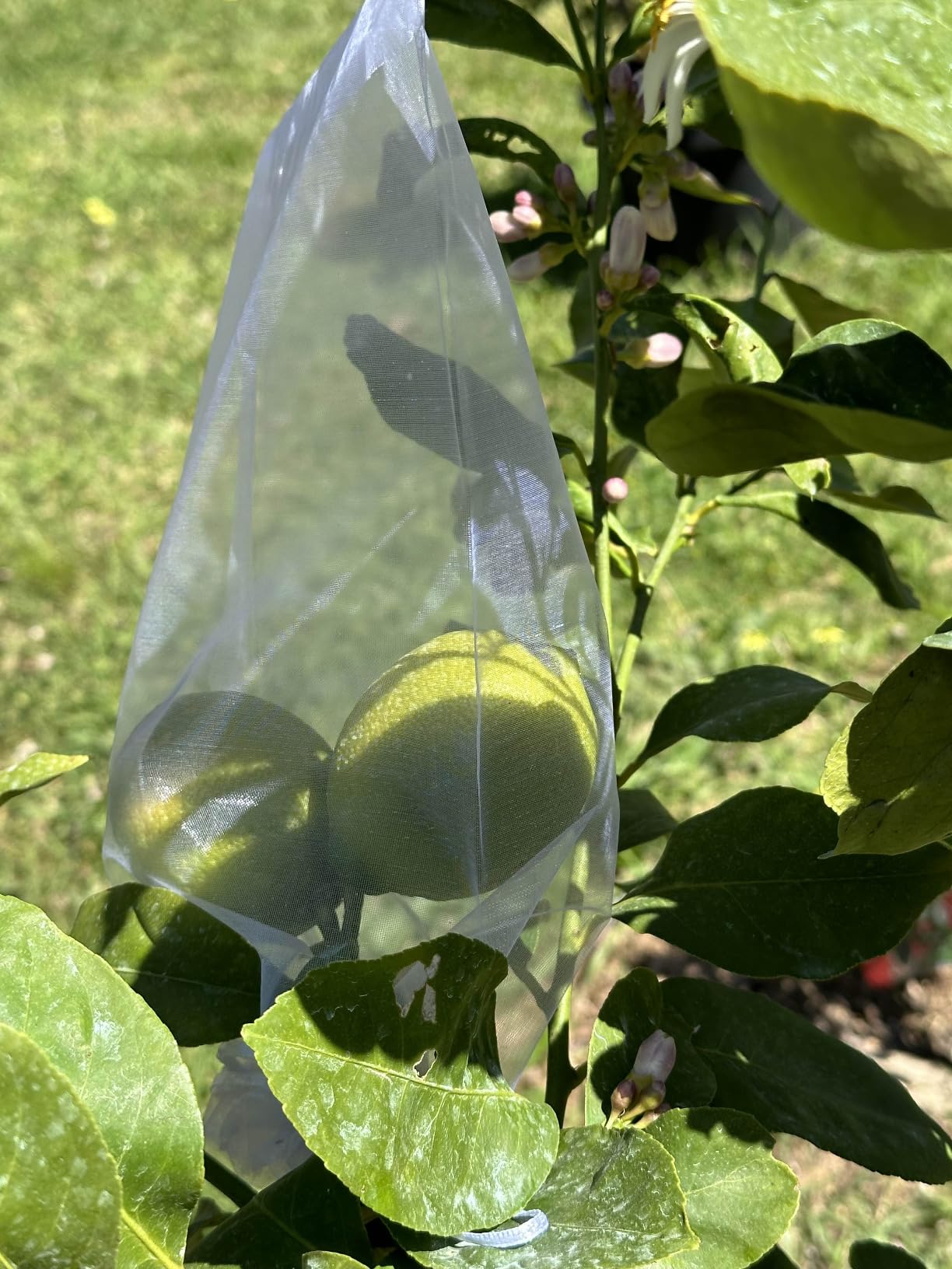Fruit Protection Netting Bags With Drawstring - White Organza Cover ...
