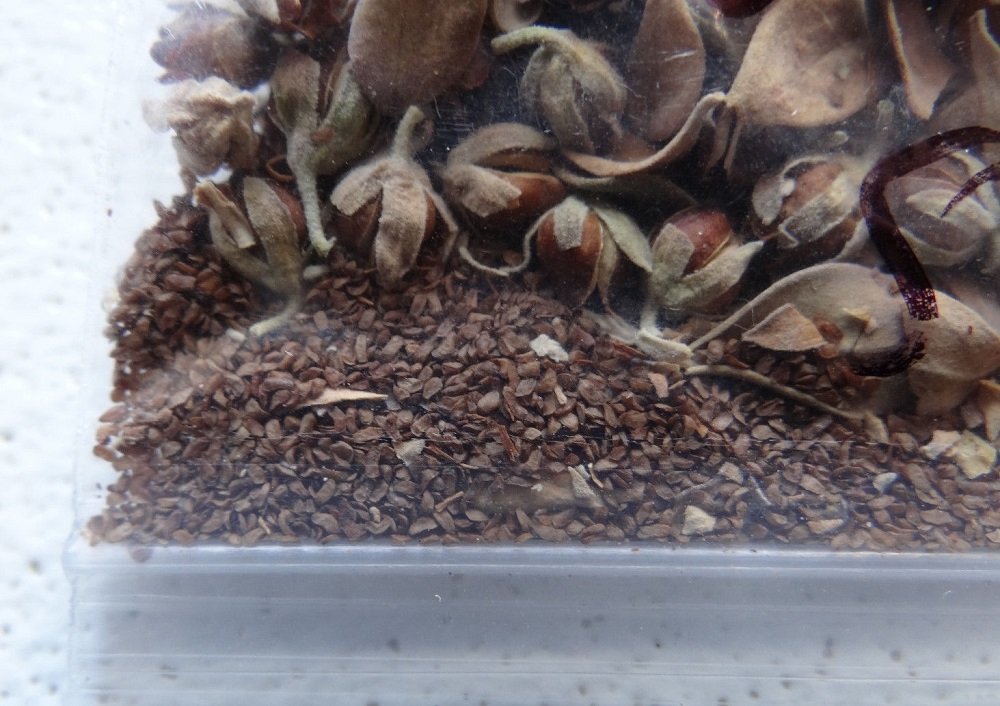 Buy 50 Seeds Silver Leucophyllum frutescens Texas Ranger Sage Cenizo ...