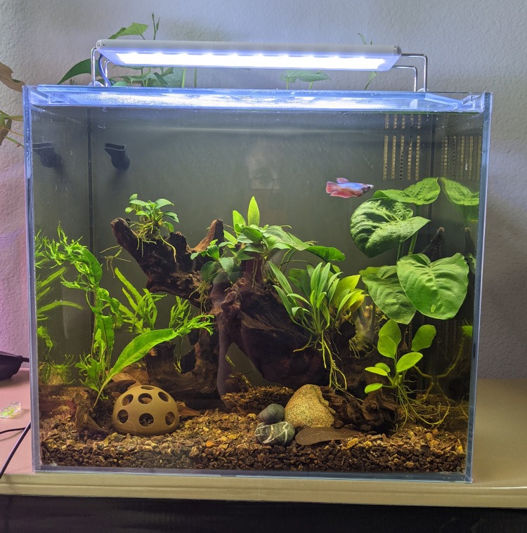 Amazon.com : 8 Gallon Fish Tank (White, Premium Saltwater Aquarium Kits ...