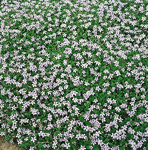 Blue Star Ground Cover Plant