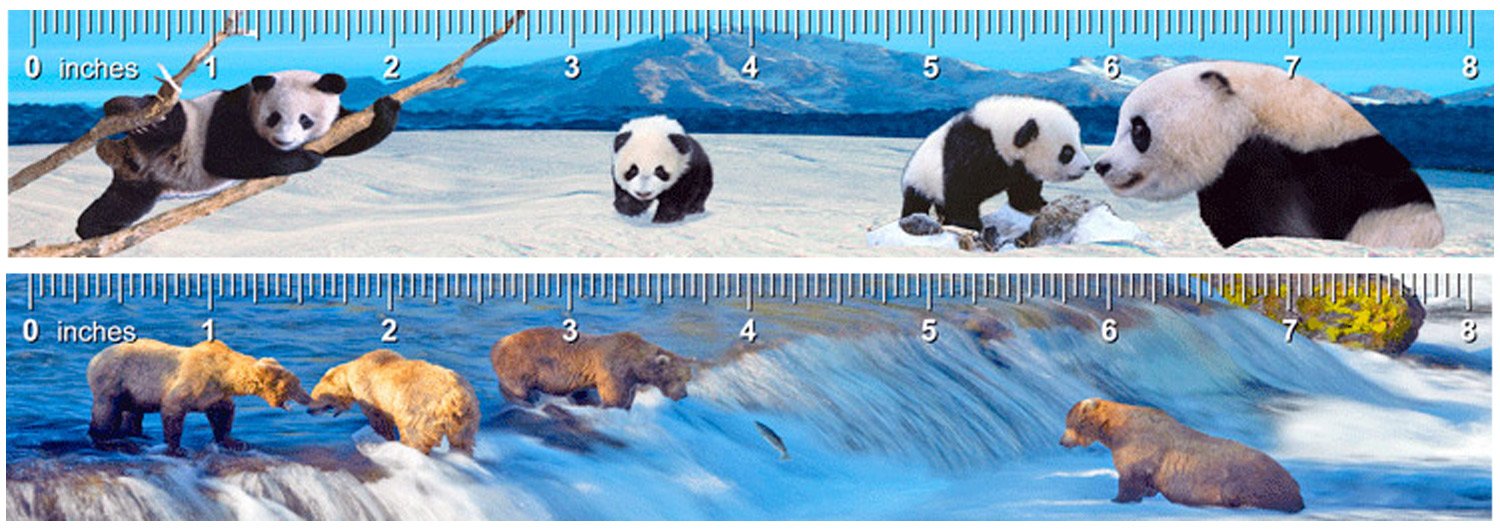 Amazon.com: Authentic Collection 2-8" 3D Lenticular Rulers - Grizzly ...